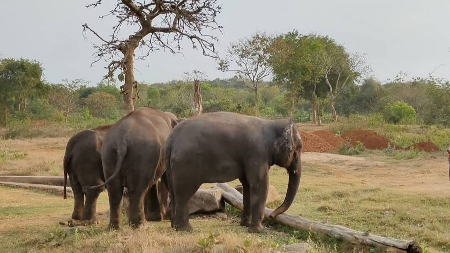 Dampara Elephant Wildlife Sanctuary, Chandaka, Khordha, Odisha - Orissa ...